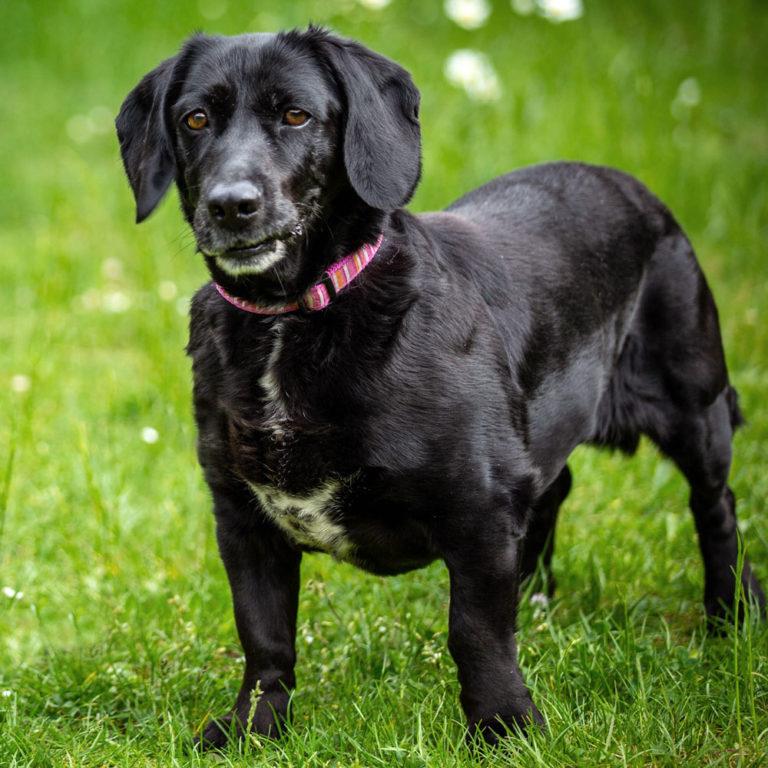 Labrador-Dackel – Tierhilfe Franken e.V.