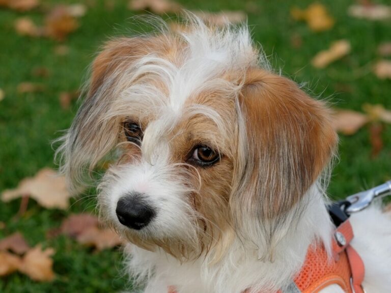 Jack-Russell-Bichon-Mix – Tierhilfe Franken e.V.