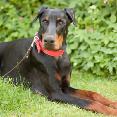 Hunde – Tierhilfe Franken e.V.